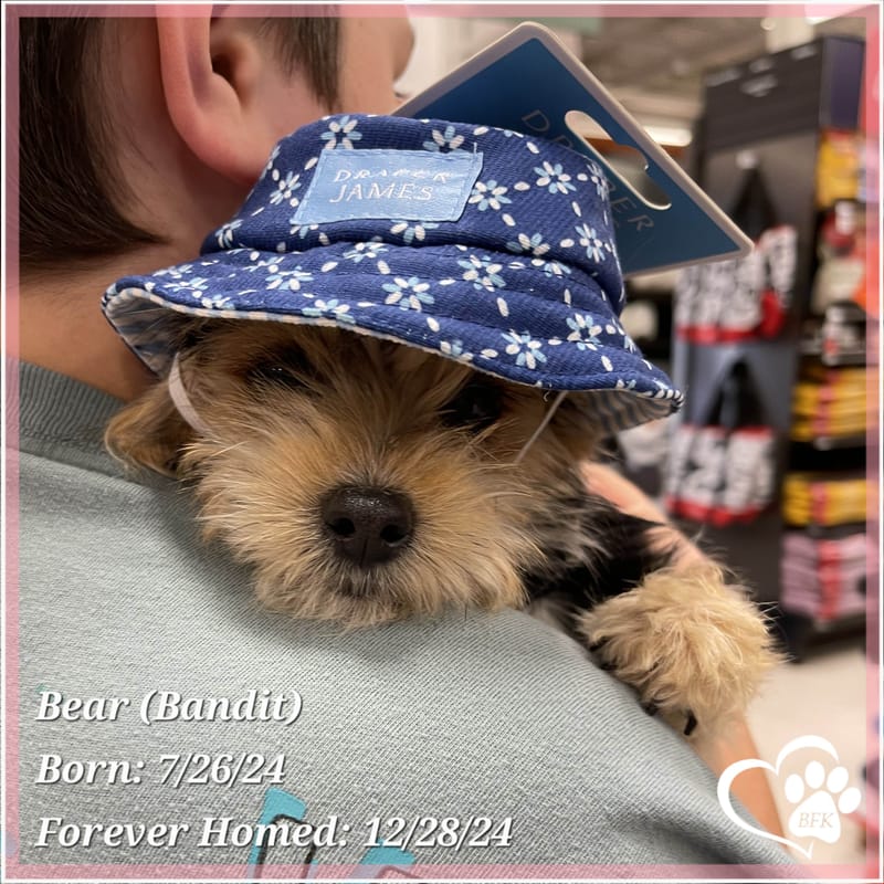 Bear (Bandit) the Morkie - Best Friends Kennels