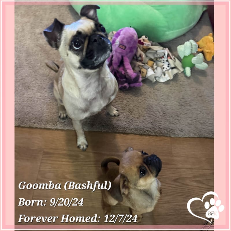 Goomba (Mr. Bashful) - Best Friends Kennels