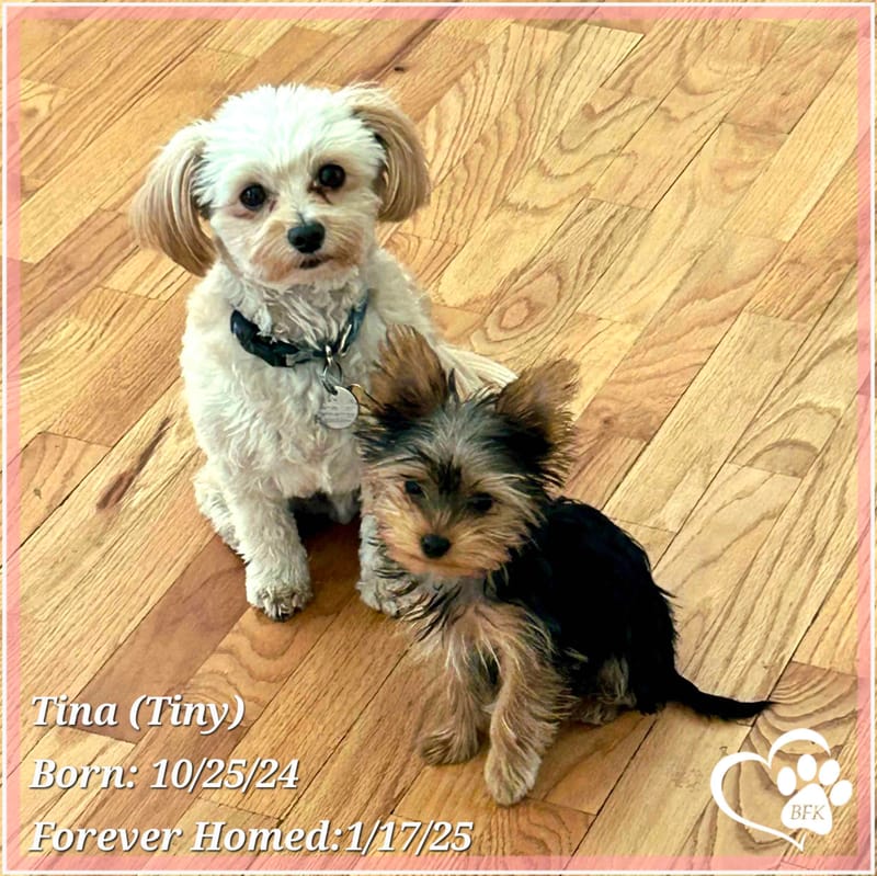 Tina (Tiny) - Best Friends Kennels