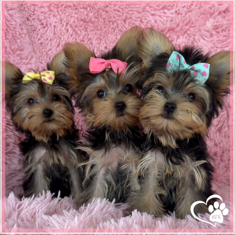 Teensy Tiny Teacup Puppies