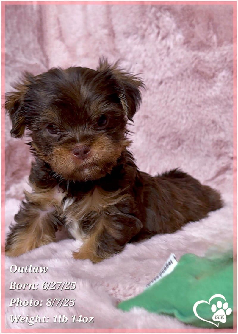 Dexter (Outlaw) the Griffonese - Best Friends Kennels