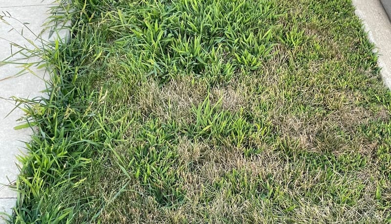 What is a pre-emergent?