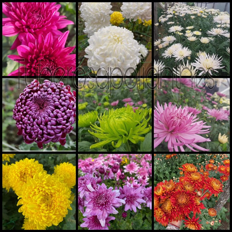 Pachete Mixte Bulbi Tuberoze - Tuberosa Polianthes Shop