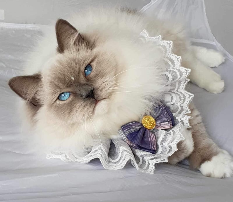 Grooming Tools/Accessories - Fabi Design