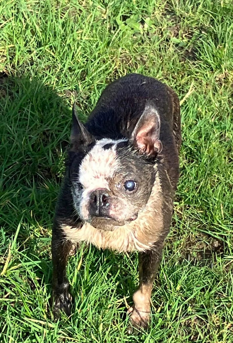 Terms and conditions for Fido Lido and Fido Fields Eastoft