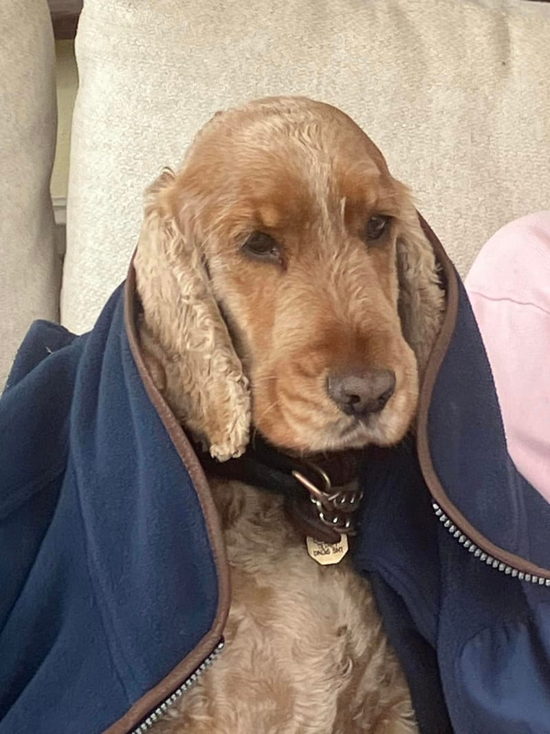 Facts. FAQ. Fido Lido. Fido Fields. Eastoft. North Licolnshire.