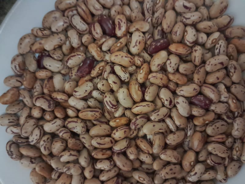 Red Speckled Sugar Bean - Heirloom Bean Seeds Co