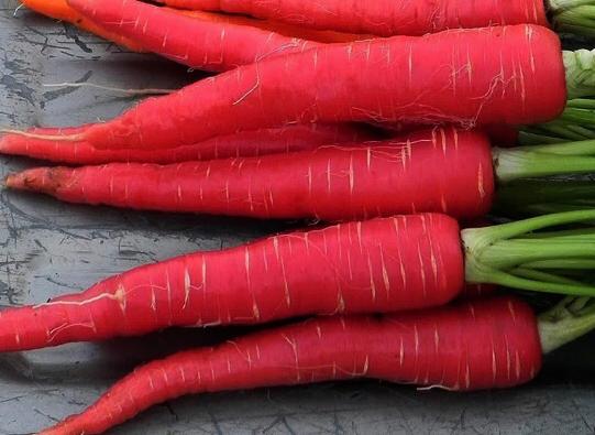 Nuclear Red carrot - Heirloom Bean Seeds Co
