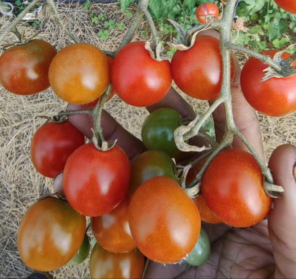 Red Berry cherry tomatoes - Heirloom Bean Seeds Co