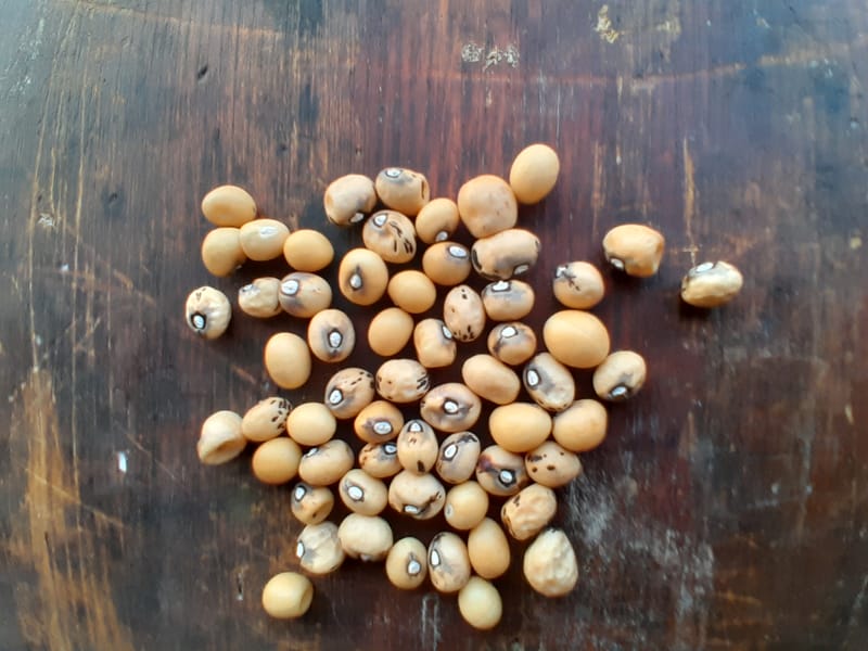 Barbara groundnuts Or nyimo bean - Heirloom Bean Seeds Co