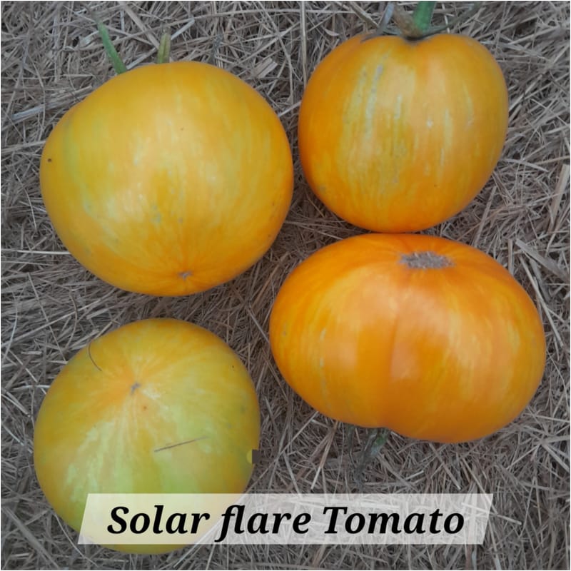 Yellow solar flare Tomato - Heirloom Bean Seeds Co