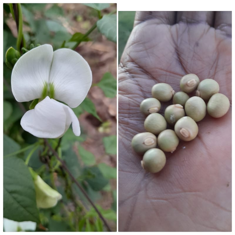 Winged bean or Asian bean, dragon bean - Heirloom Bean Seeds Co