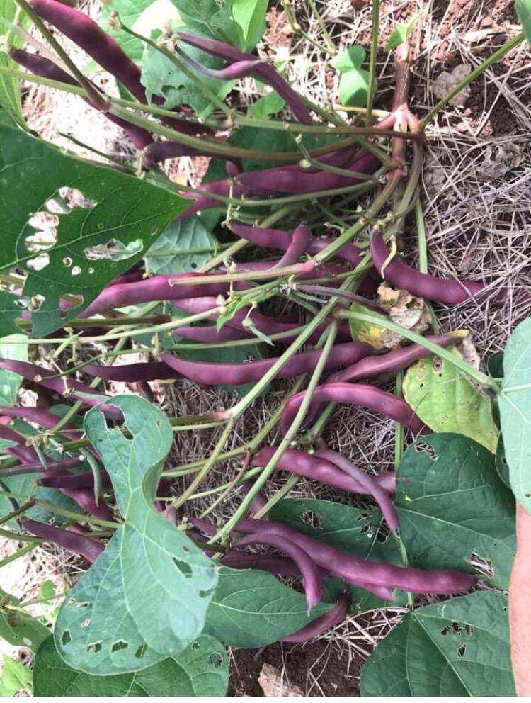 Red swan green beans - Heirloom Bean Seeds Co