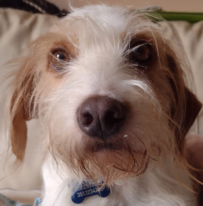 GATTO - www.lacucciadimafalda.com