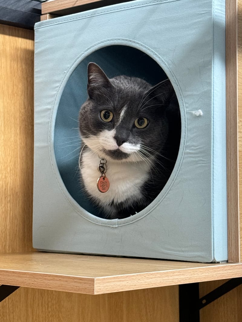 Bullet - Meow Cat Hotel