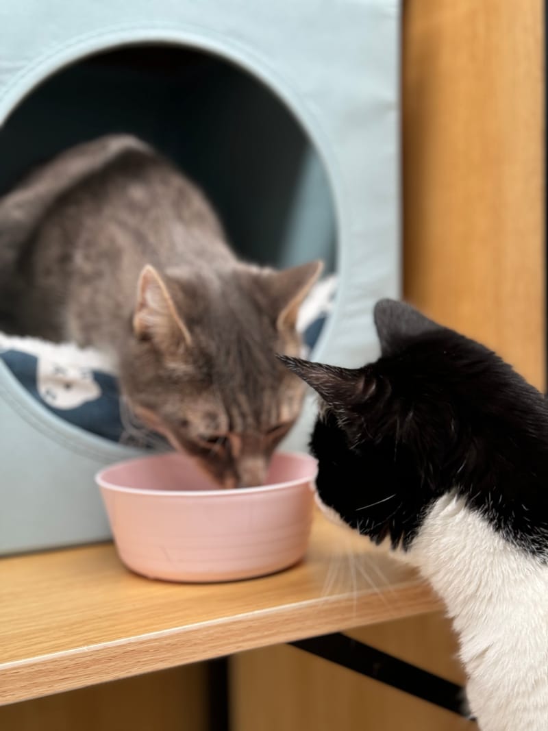 fafa and mewmew - Meow Cat Hotel