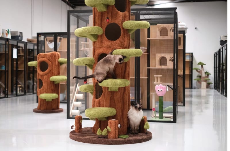 OUR SERVICE - Meow Cat Hotel