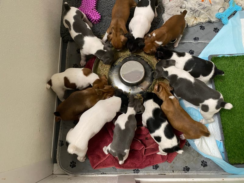 Growing pups - DHart Kennels