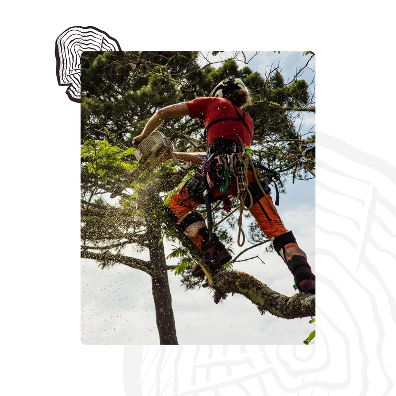 Gough Tree Services - Welcome toGough Tree Services