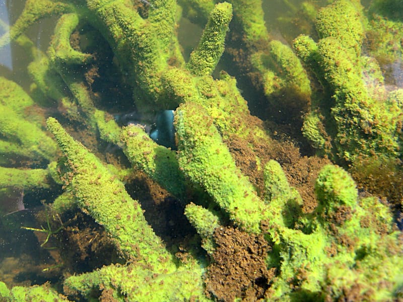Spongilla lacustris – FreshSponge Export