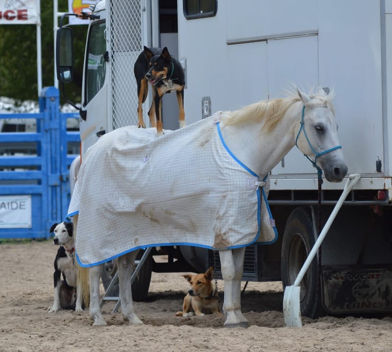 - Outback Jack's Stockman Show