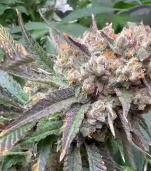 Ukrainian Raspberry - Regular - Cultigen Seed Co