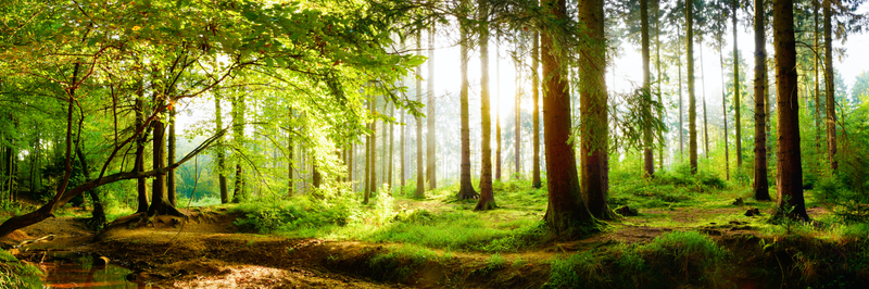 Enchanted Forest Panoramic Banner