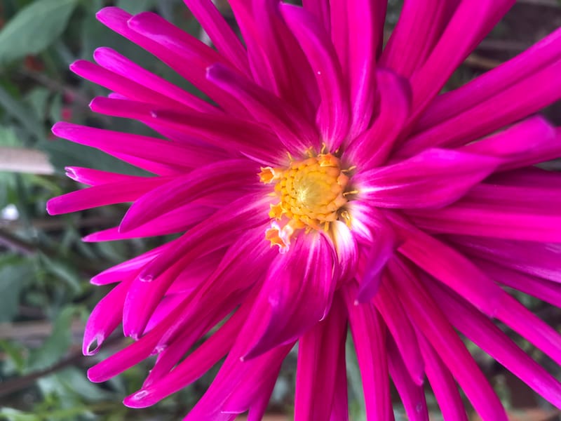 Beautiful flower photos updated daily - free