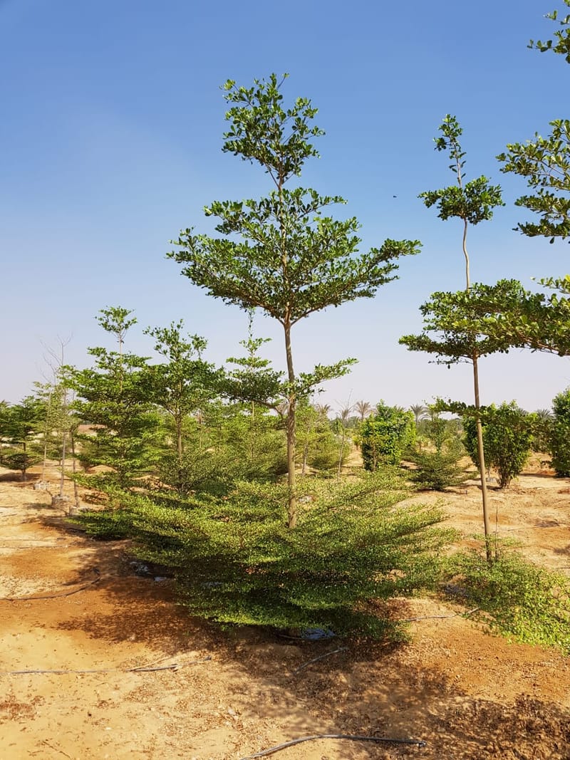 Terminalia mantaly - Zanzibar Plant Nursery