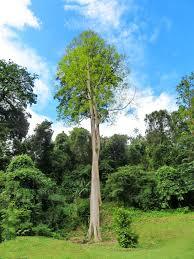 Antiaris toxicaria - Zanzibar Plant Nursery