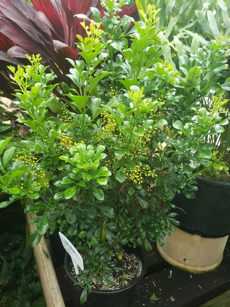 Aglaia odorata - Zanzibar Plant Nursery