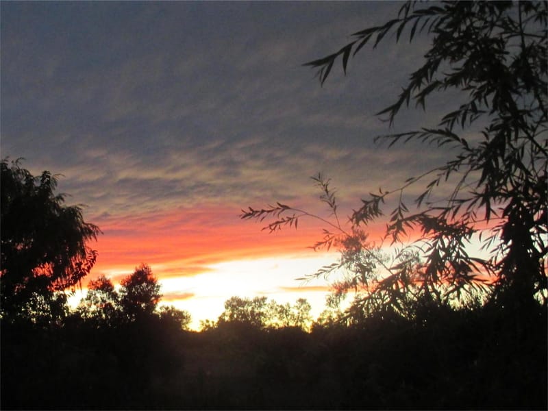 7. Cuentos de Vesania: los Guouc - TOMÁS NERI