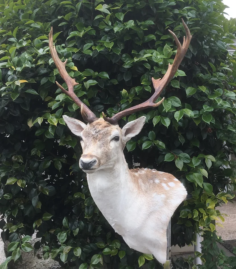 Head Skinning Trophy Deer - Graham Renner Taxidermist